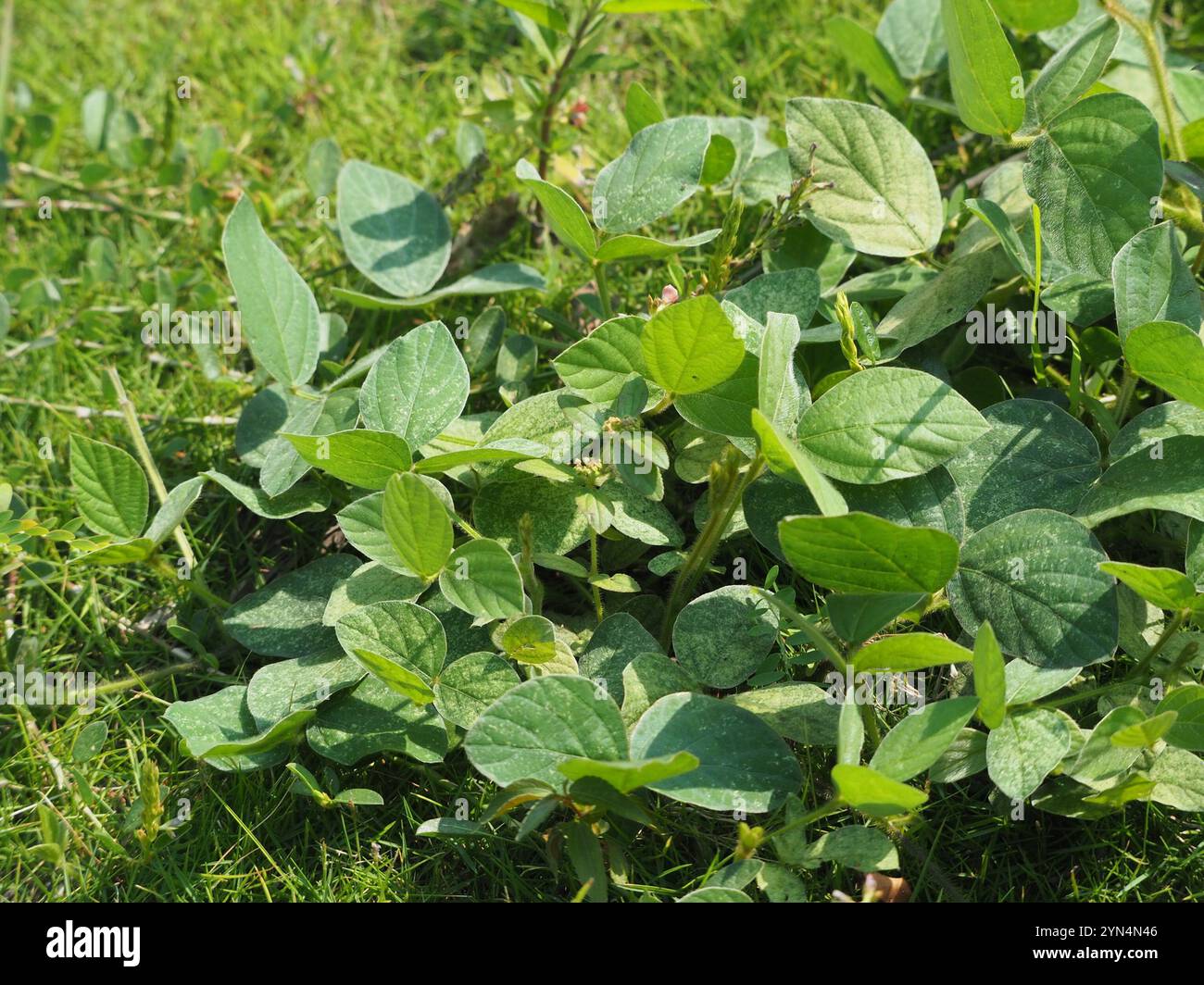 Calopo (Calopogonium mucunoides Stock Photo - Alamy
