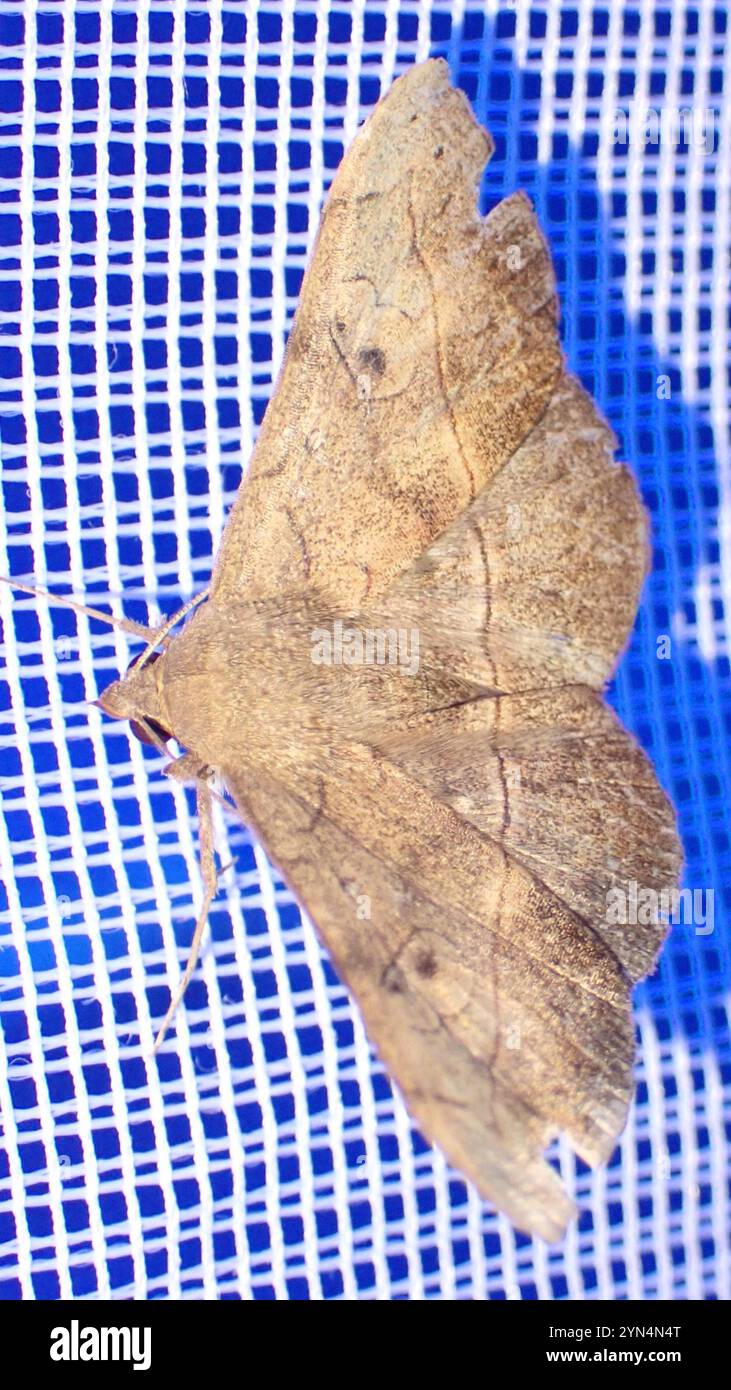 Underwing, Tiger, Tussock, and Allied Moths (Erebidae Stock Photo - Alamy