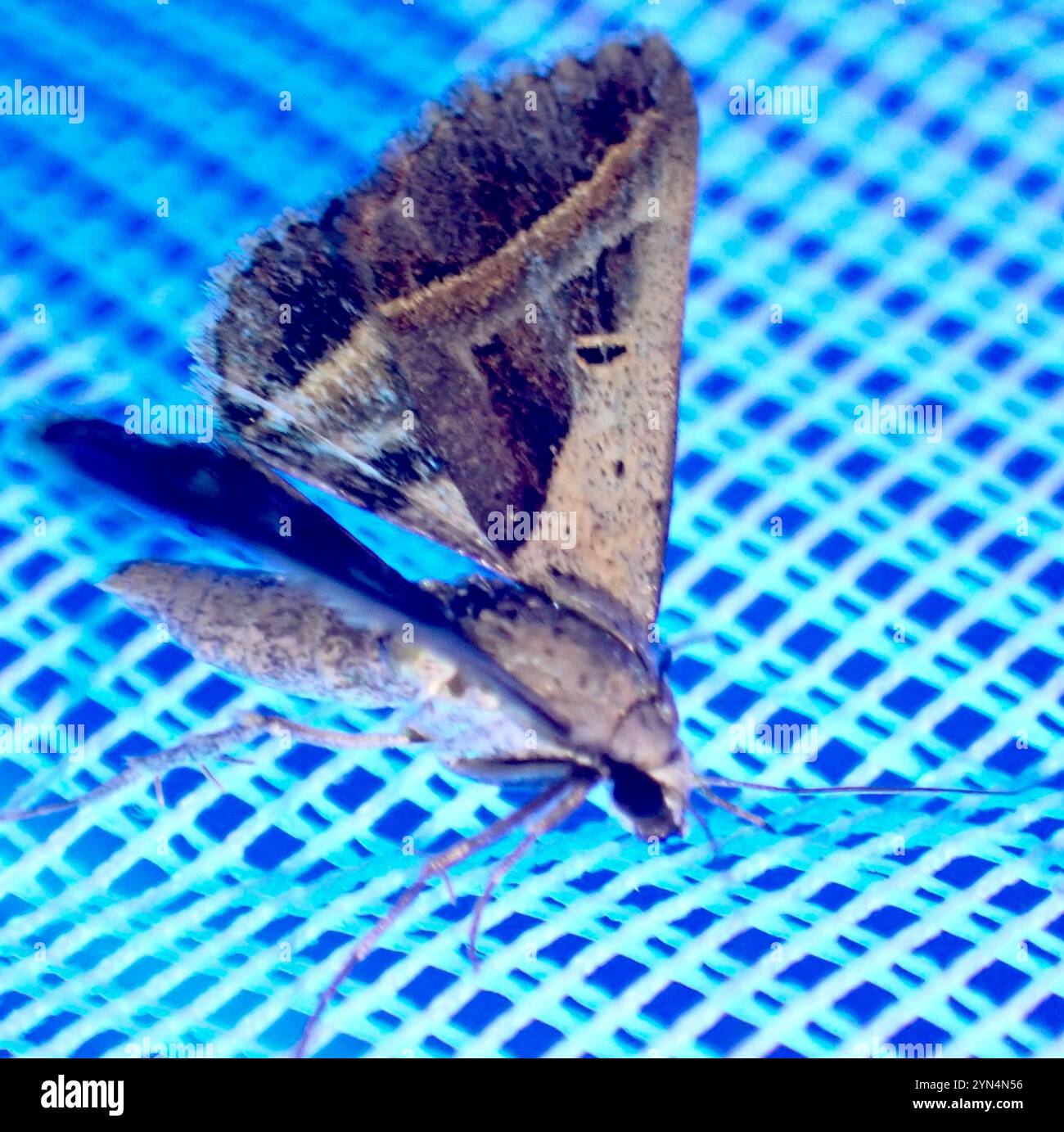 Trimens hi-res stock photography and images - Alamy