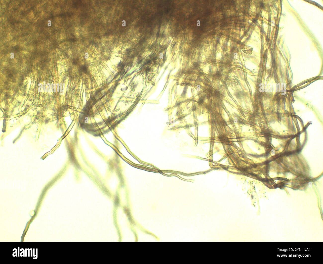 Stringy Butt Rot (Poriella subacida Stock Photo - Alamy