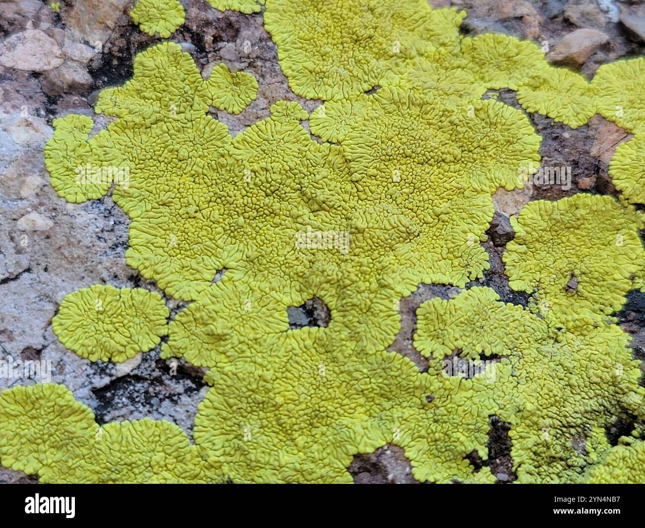 Gold Cobblestone Lichens (Pleopsidium Stock Photo - Alamy