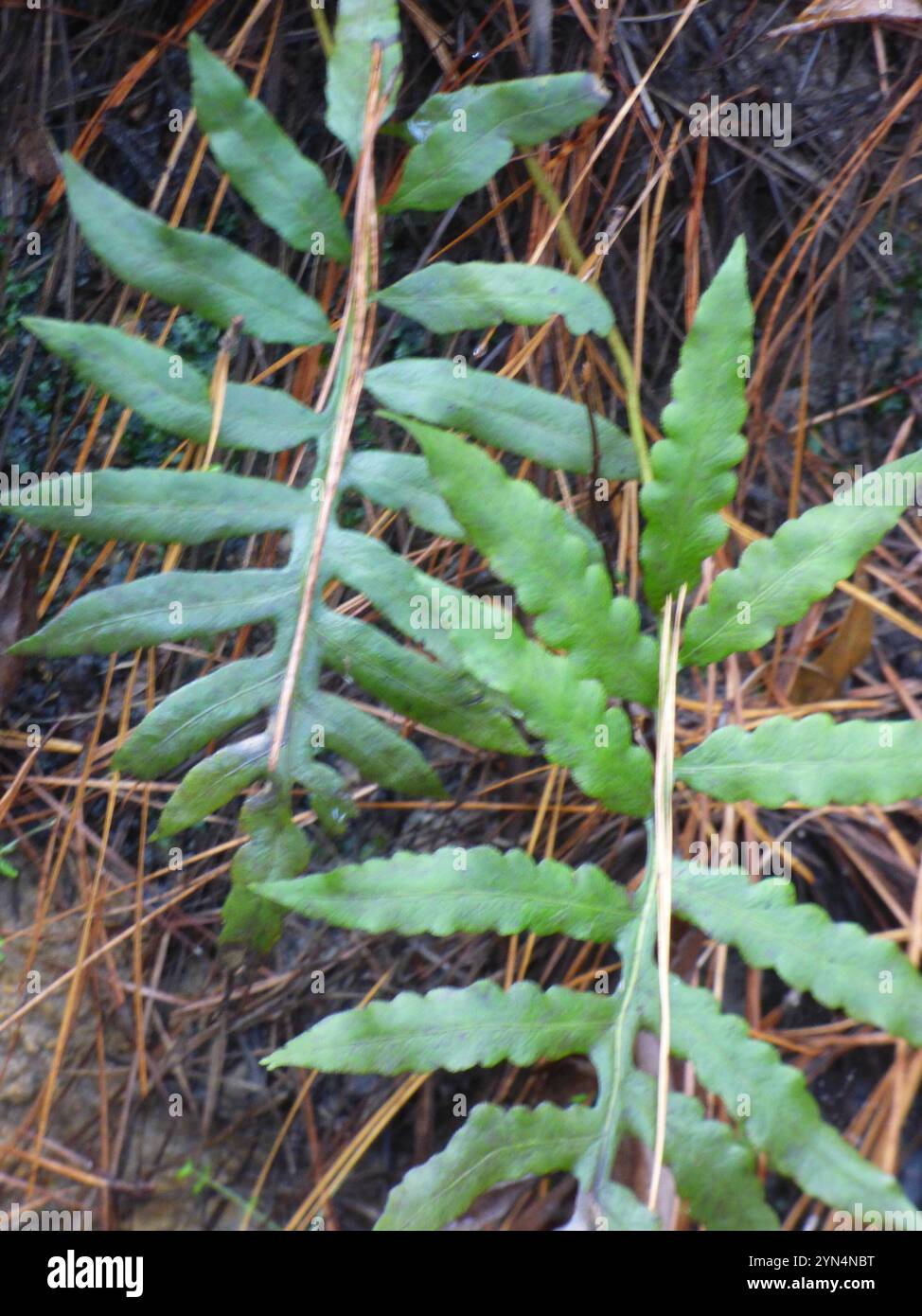 netted chain fern (Woodwardia areolata Stock Photo - Alamy