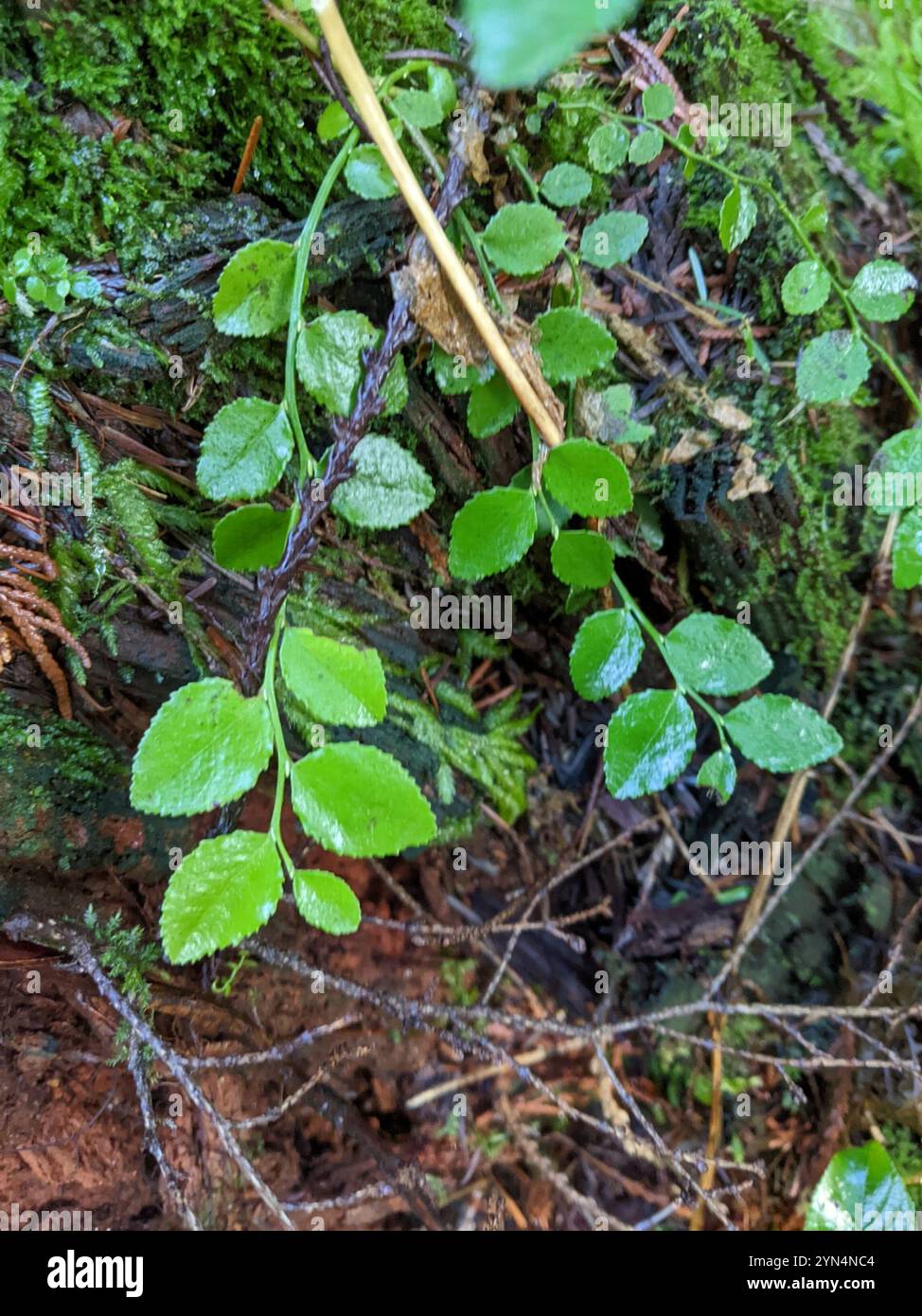 Red Huckleberry (Vaccinium parvifolium Stock Photo - Alamy