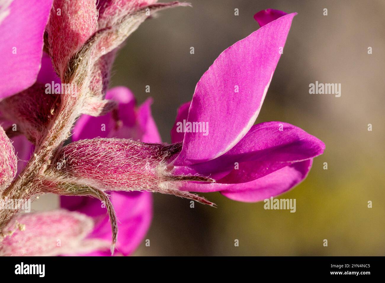 Lambert's Locoweed (Oxytropis lambertii Stock Photo - Alamy