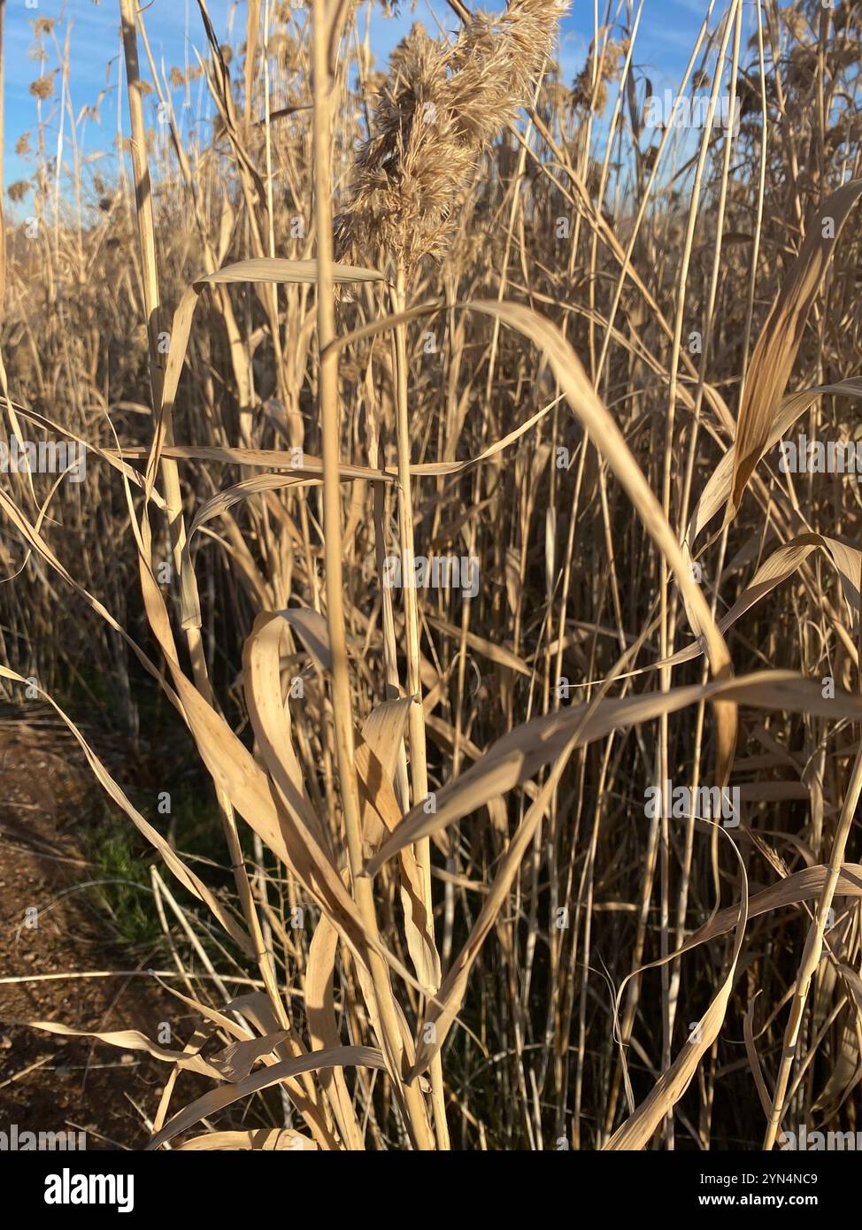 European reed (Phragmites australis australis Stock Photo - Alamy