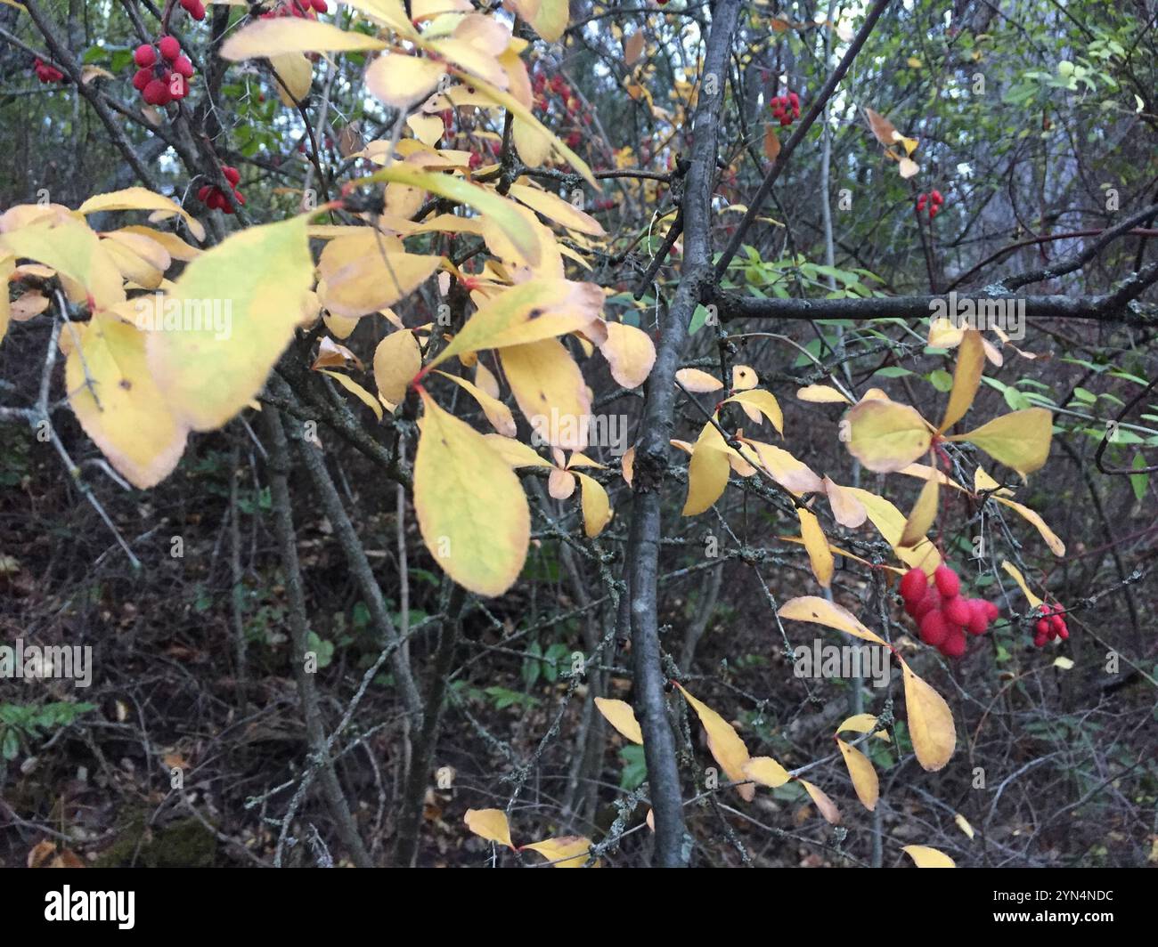European barberry (Berberis vulgaris Stock Photo - Alamy