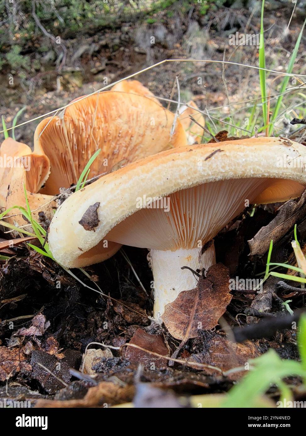 golden milkcap (Lactarius alnicola Stock Photo - Alamy