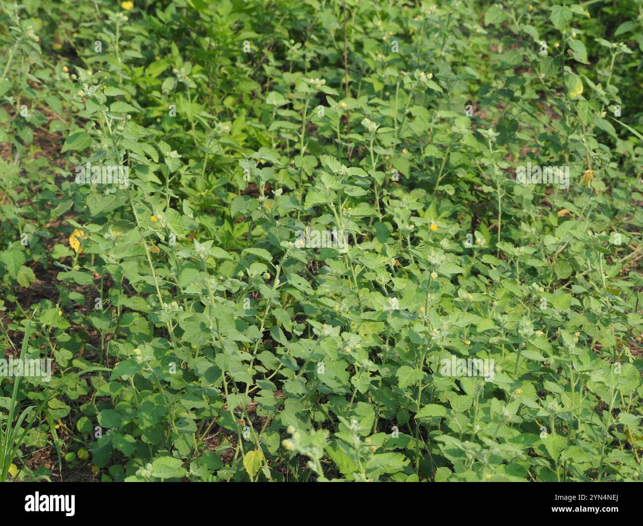 flannel weed (Sida cordifolia Stock Photo - Alamy