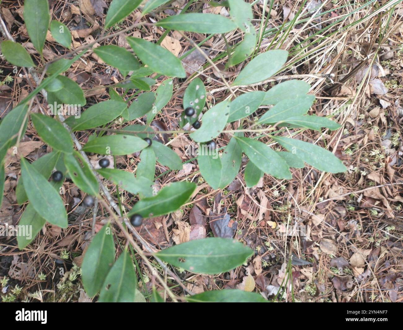 gallberry (Ilex glabra Stock Photo - Alamy