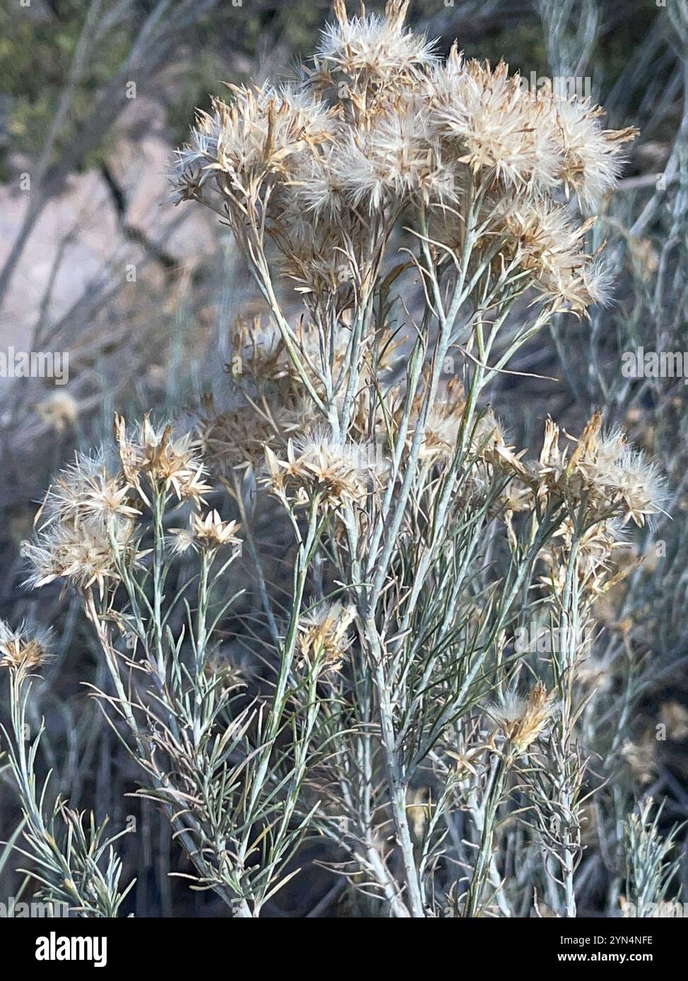 Rubber Rabbitbrush (Ericameria nauseosa Stock Photo - Alamy