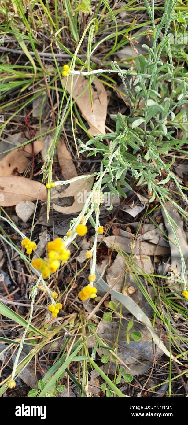 Common Everlasting (Chrysocephalum apiculatum Stock Photo - Alamy