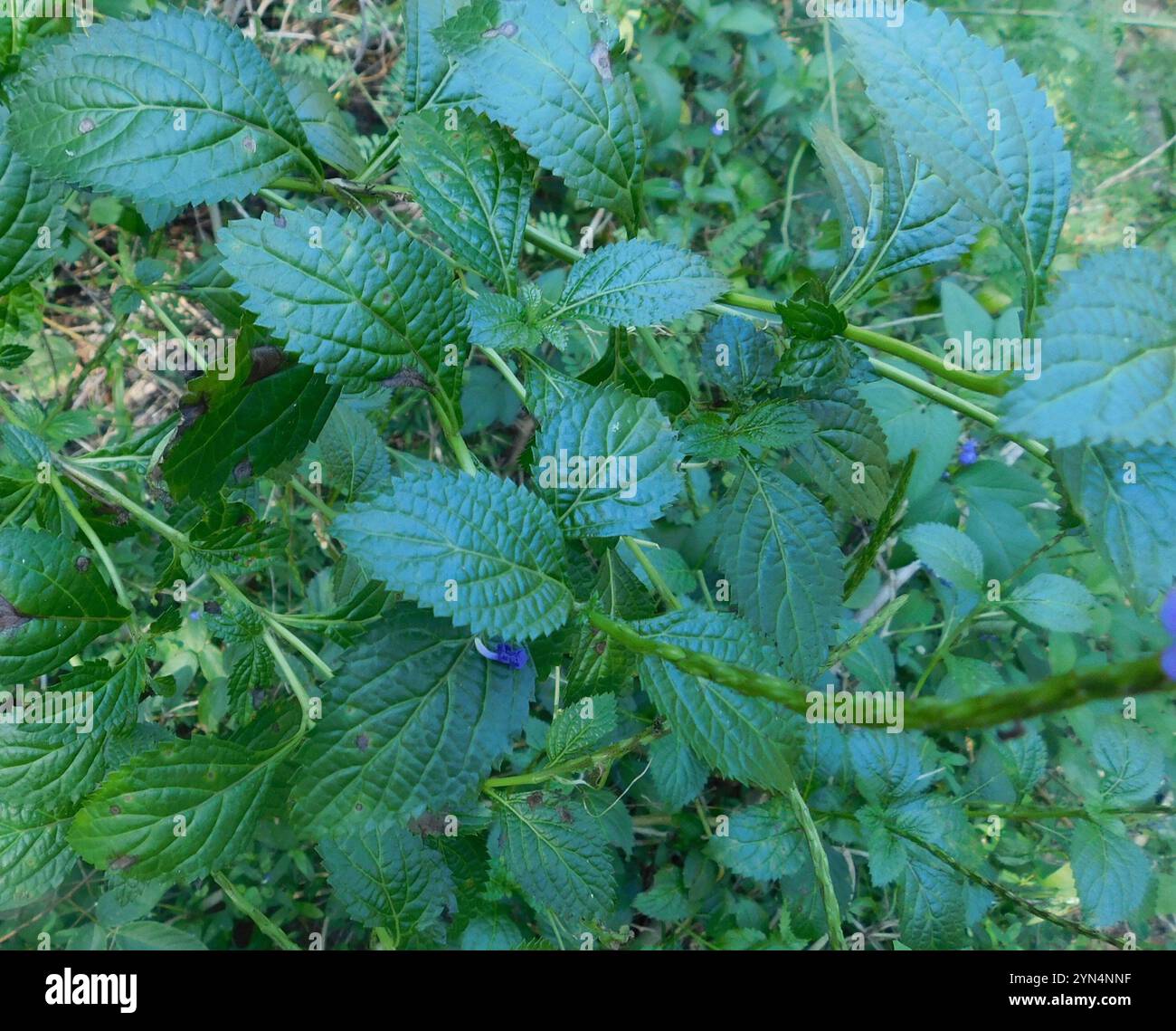 Rattail (Stachytarpheta cayennensis Stock Photo - Alamy