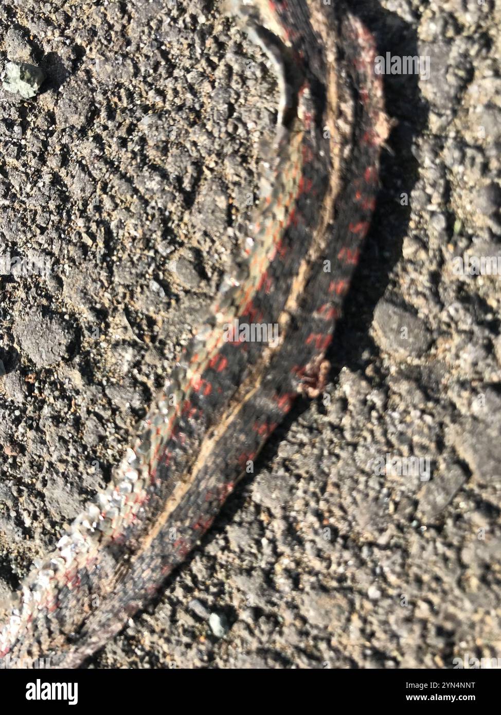 Valley Garter Snake (Thamnophis sirtalis fitchi Stock Photo - Alamy