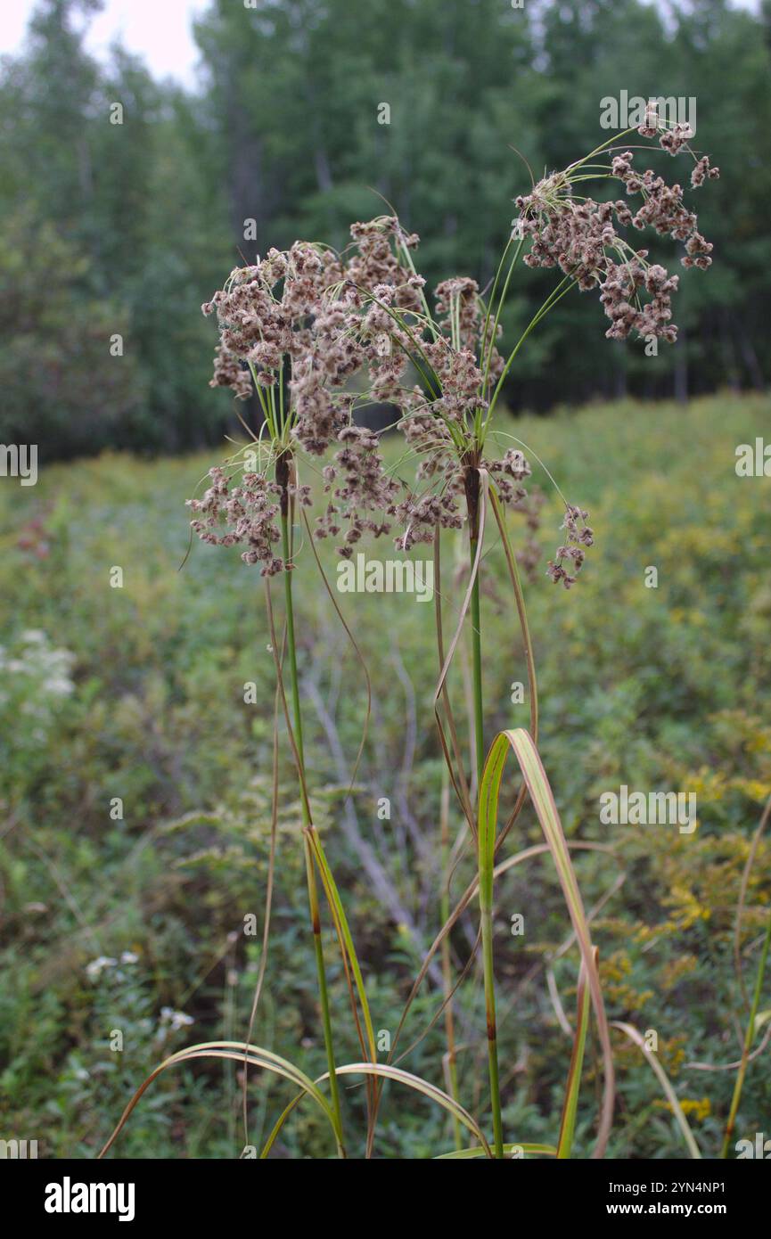 woolgrass (Scirpus cyperinus Stock Photo - Alamy