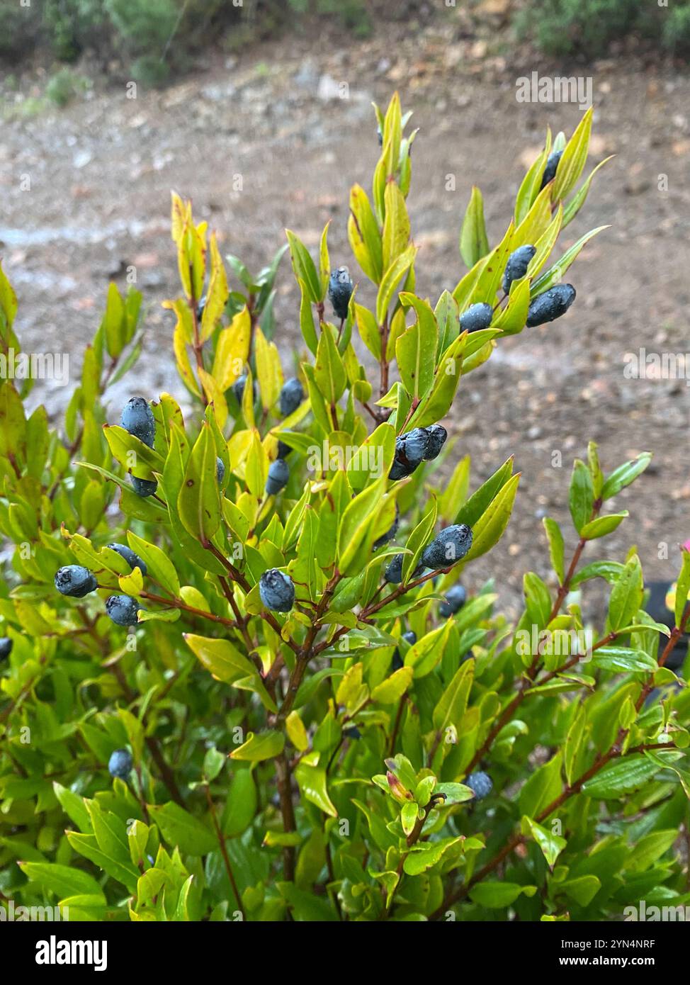 myrtle (Myrtus communis Stock Photo - Alamy