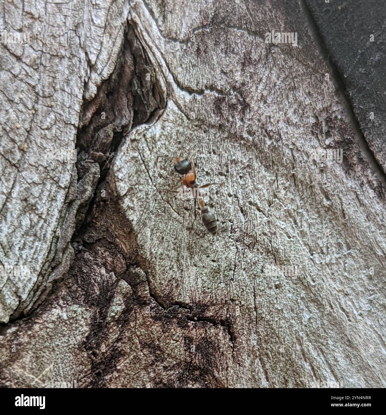 Graceful Twig Ant (Pseudomyrmex gracilis Stock Photo - Alamy