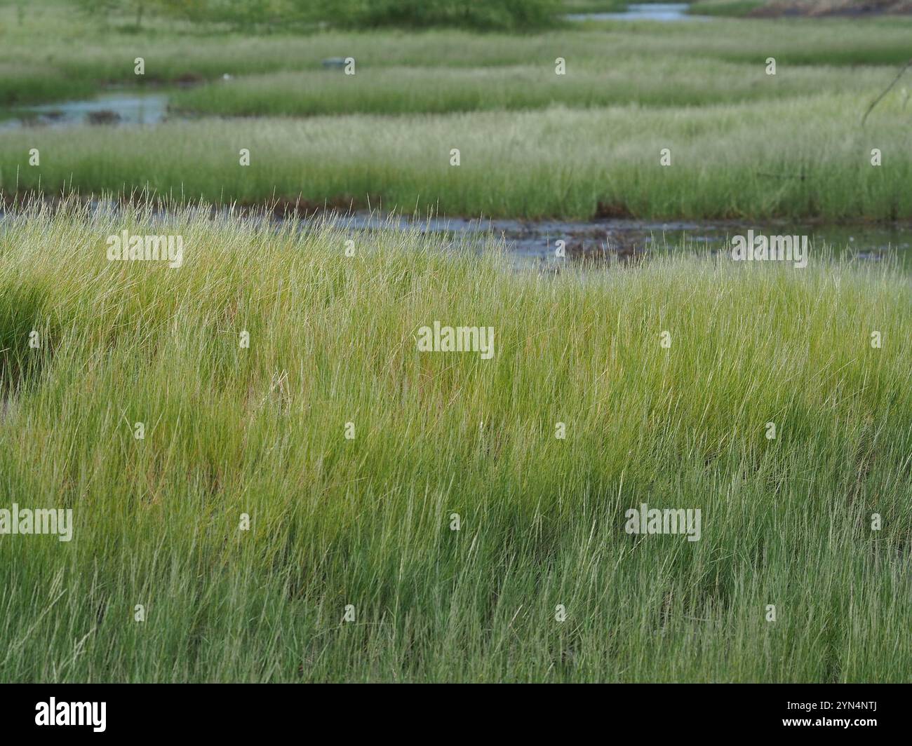 seashore dropseed (Sporobolus virginicus Stock Photo - Alamy