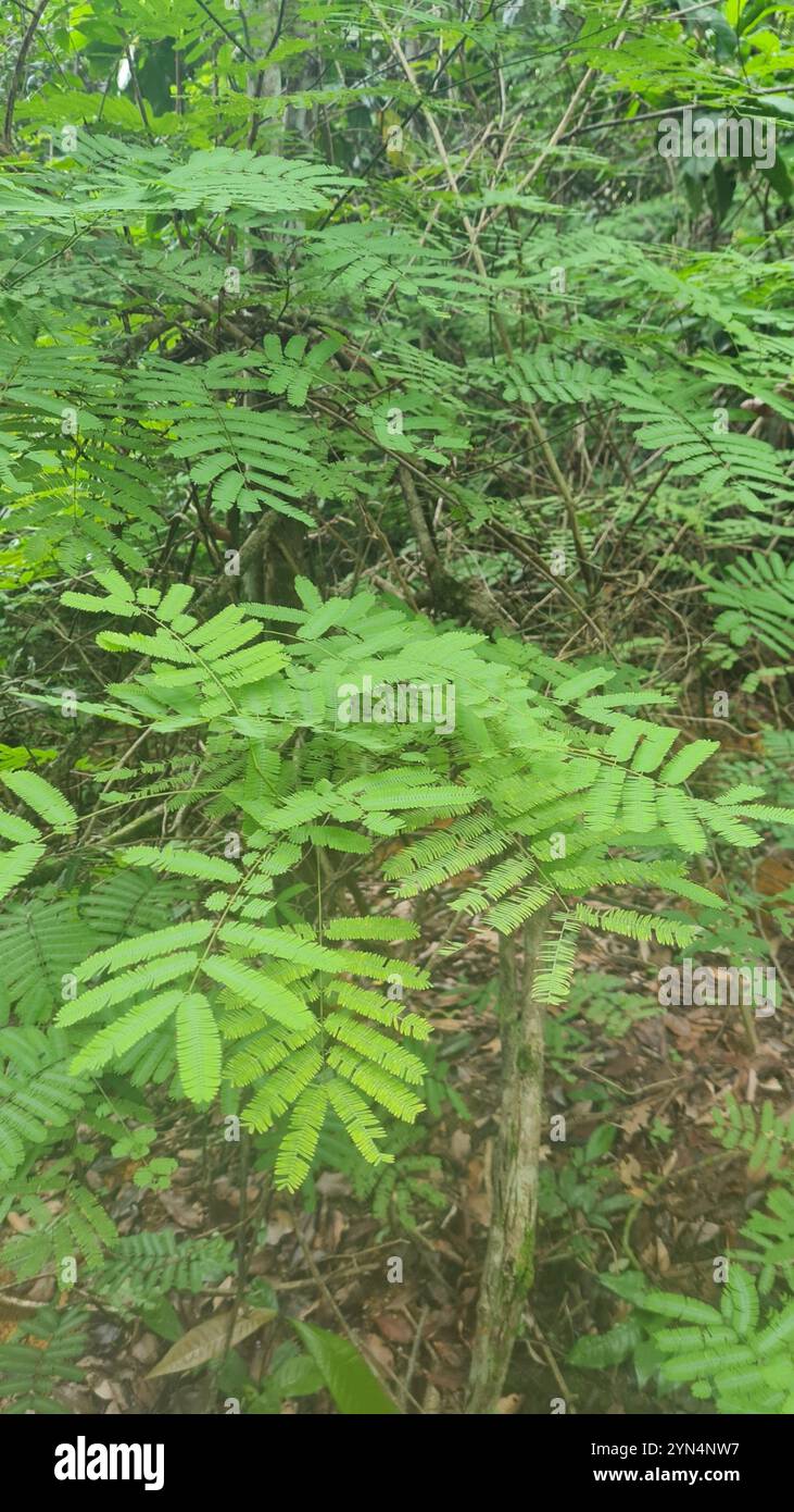 Acacias, Mimosas, mesquites, and allies (Mimosoideae Stock Photo - Alamy