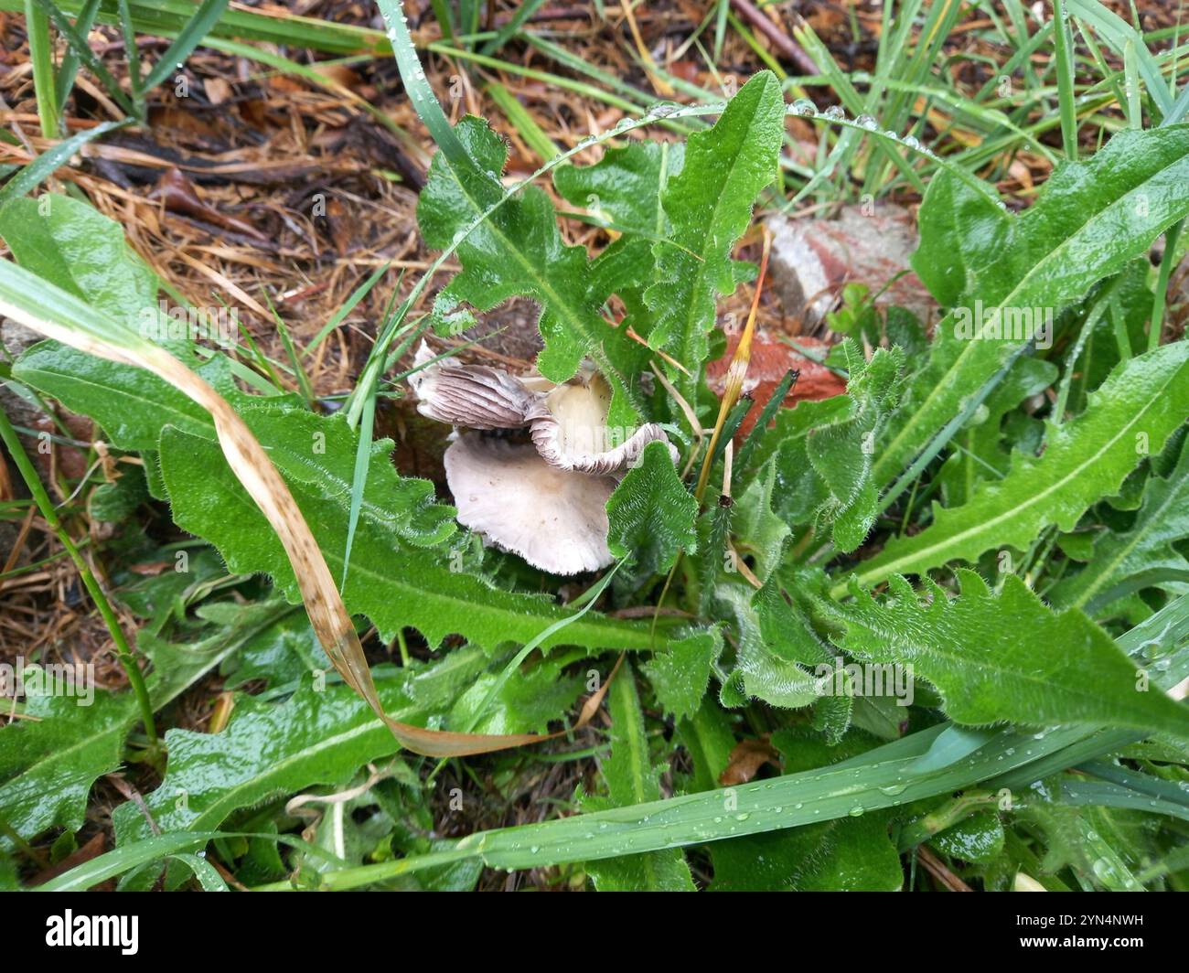 Pale Brittlestem (Candolleomyces candolleanus Stock Photo - Alamy