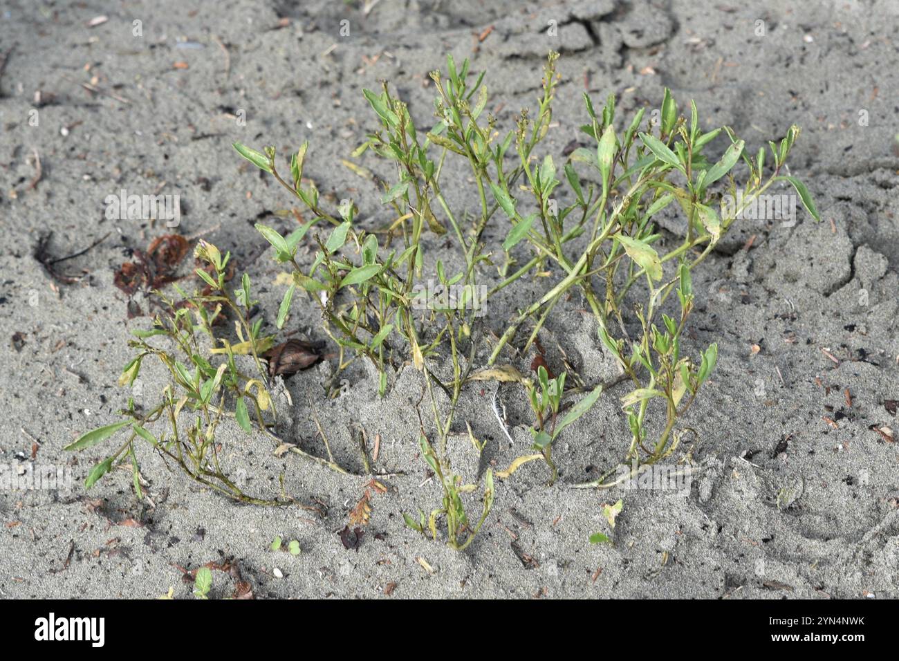 American searocket hi-res stock photography and images - Alamy