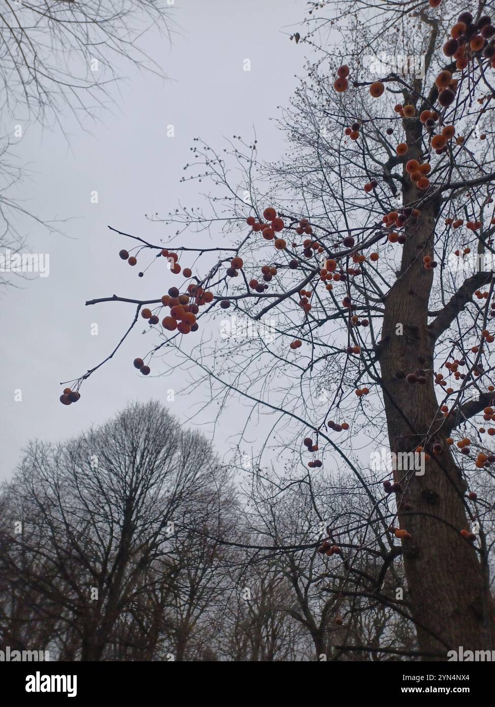 Siberian crabapple (Malus baccata Stock Photo - Alamy