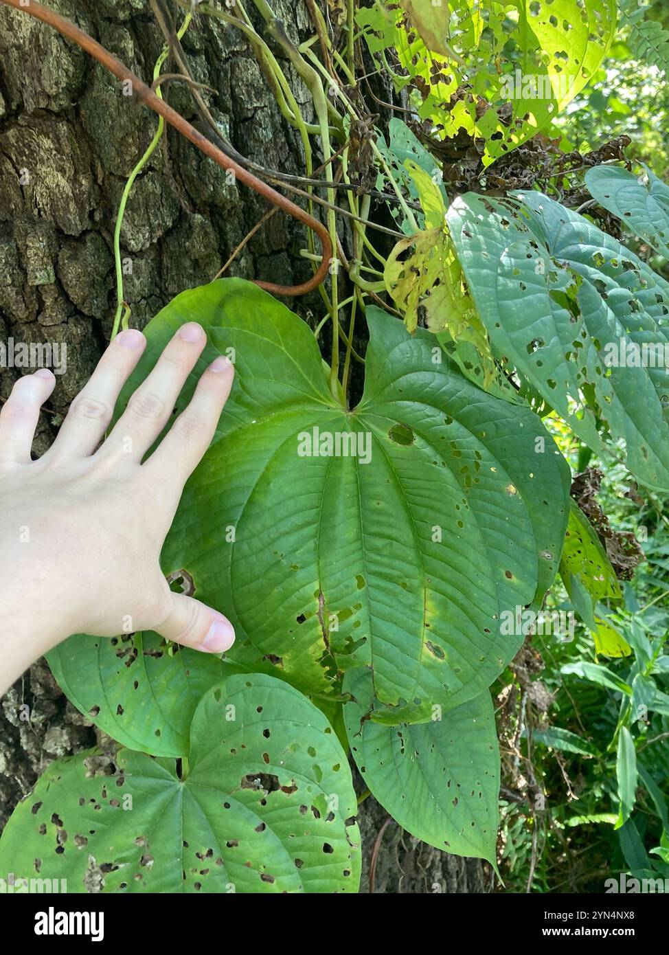 air potato (Dioscorea bulbifera Stock Photo - Alamy