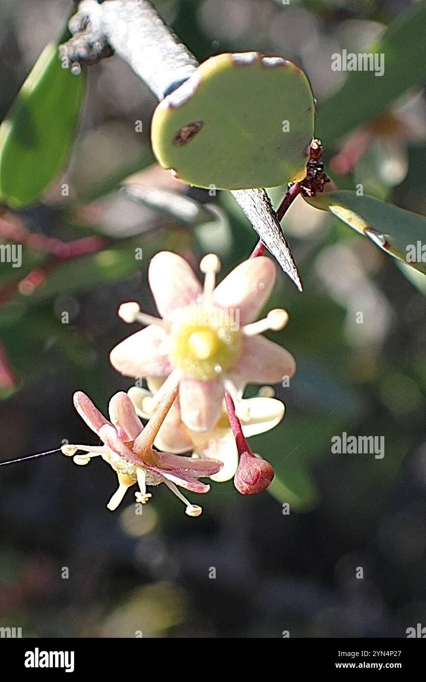 Splint Spike-Thorn (Gloveria integrifolia Stock Photo - Alamy