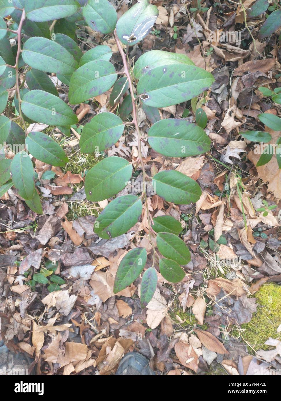 Leucothoe fontanesiana hi-res stock photography and images - Alamy