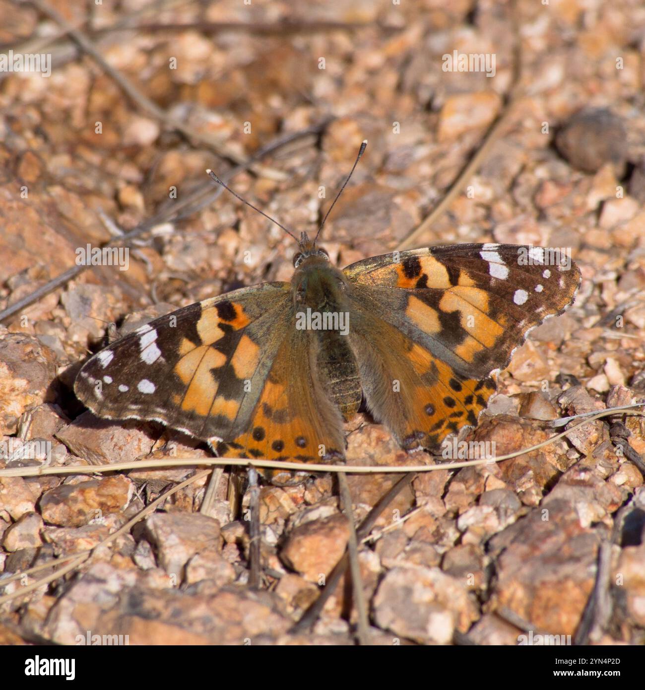 Painted Lady (Vanessa cardui Stock Photo - Alamy