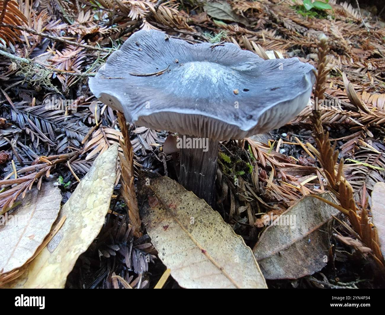 Midnight Entoloma (Entoloma medianox Stock Photo - Alamy