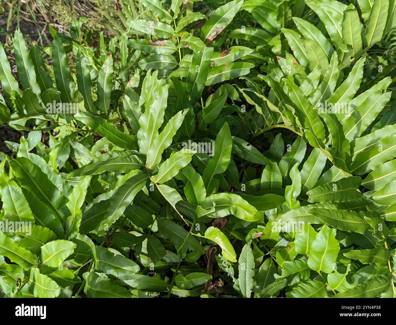Giant leather fern (Acrostichum danaeifolium Stock Photo - Alamy