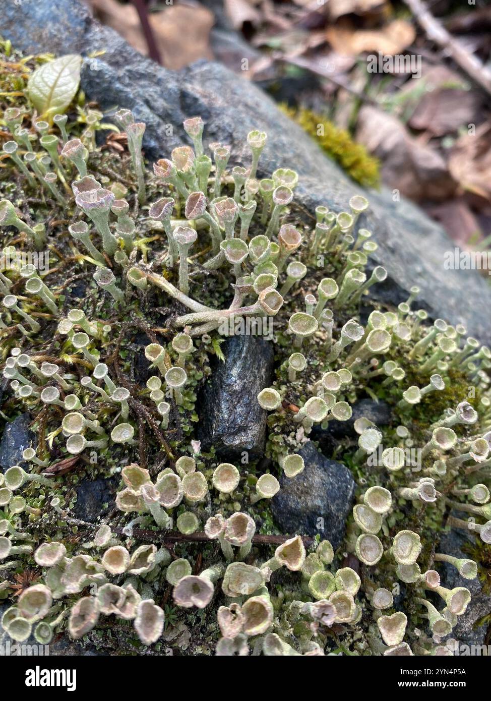 pixie cup and reindeer lichens (Cladonia Stock Photo - Alamy