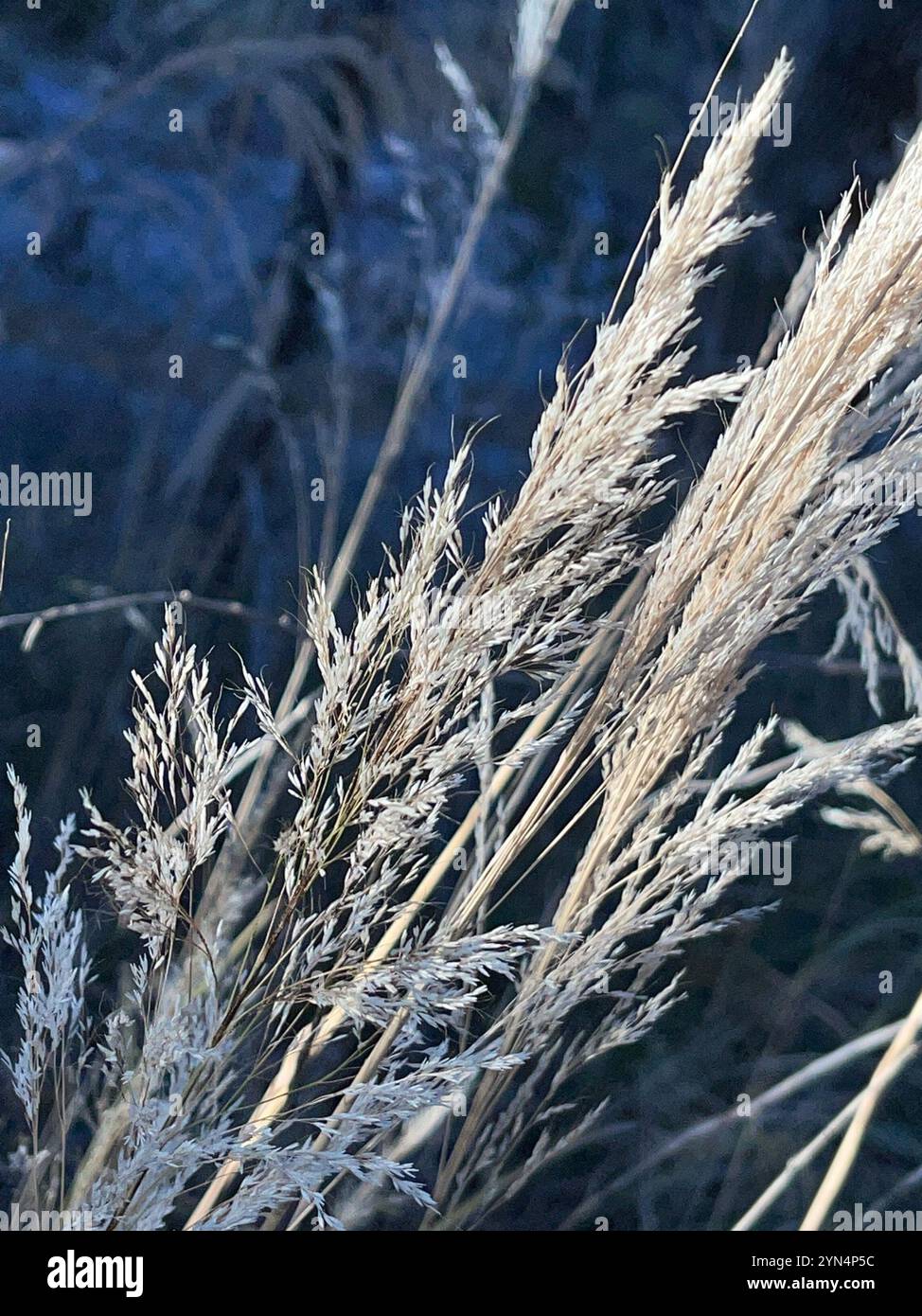 deergrass (Muhlenbergia rigens Stock Photo - Alamy
