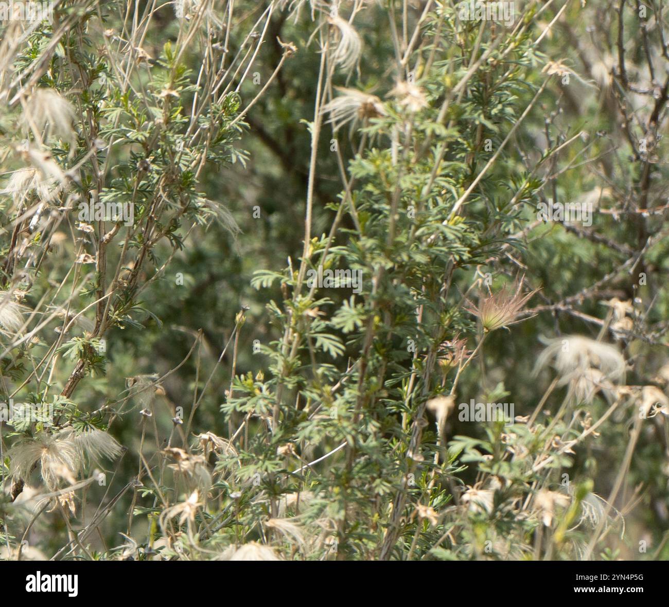 Apache plume (Fallugia paradoxa Stock Photo - Alamy
