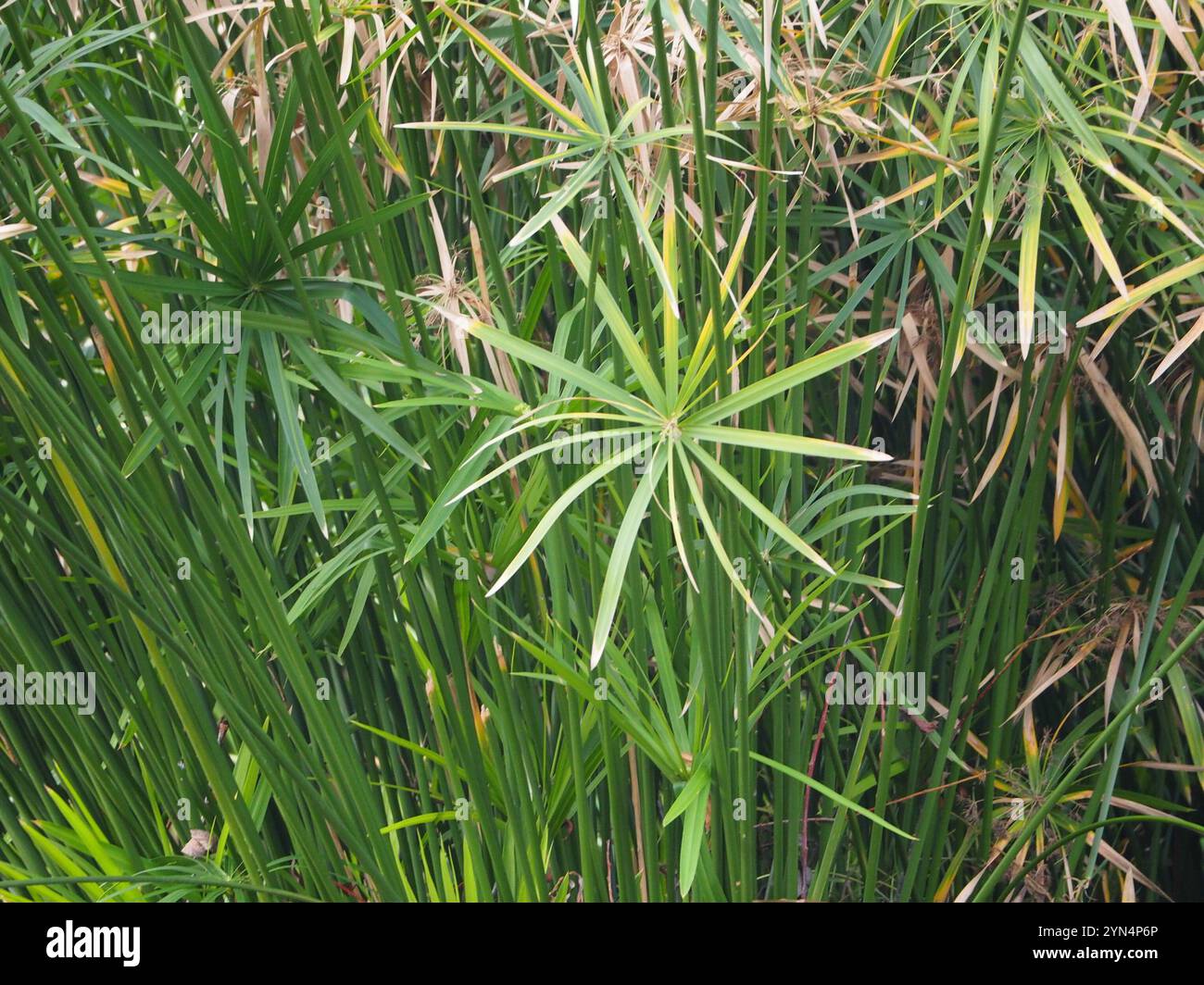 Umbrella papyrus (Cyperus alternifolius flabelliformis Stock Photo - Alamy