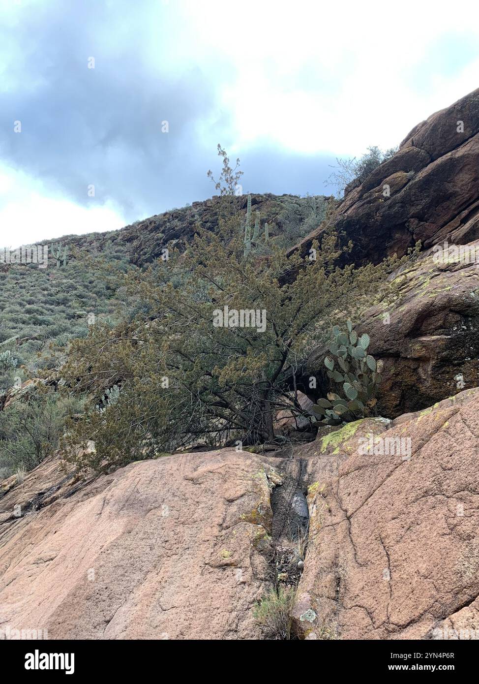 redberry juniper (Juniperus arizonica Stock Photo - Alamy