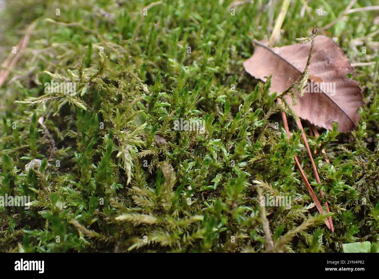 American Tree Moss (Climacium americanum Stock Photo - Alamy