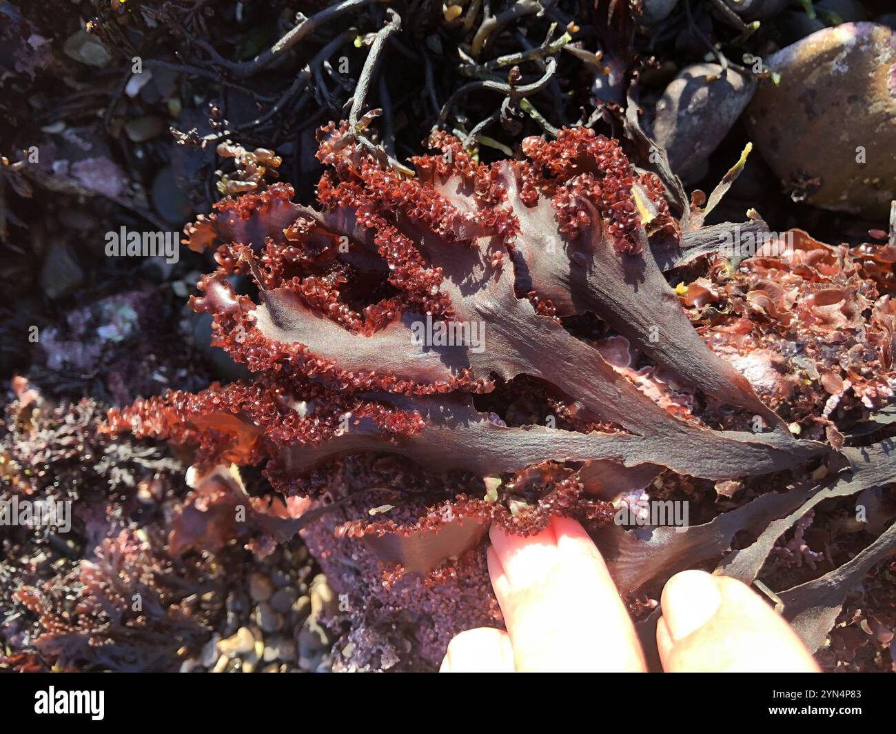 Grape Tongue (Cryptopleura ruprechtiana Stock Photo - Alamy