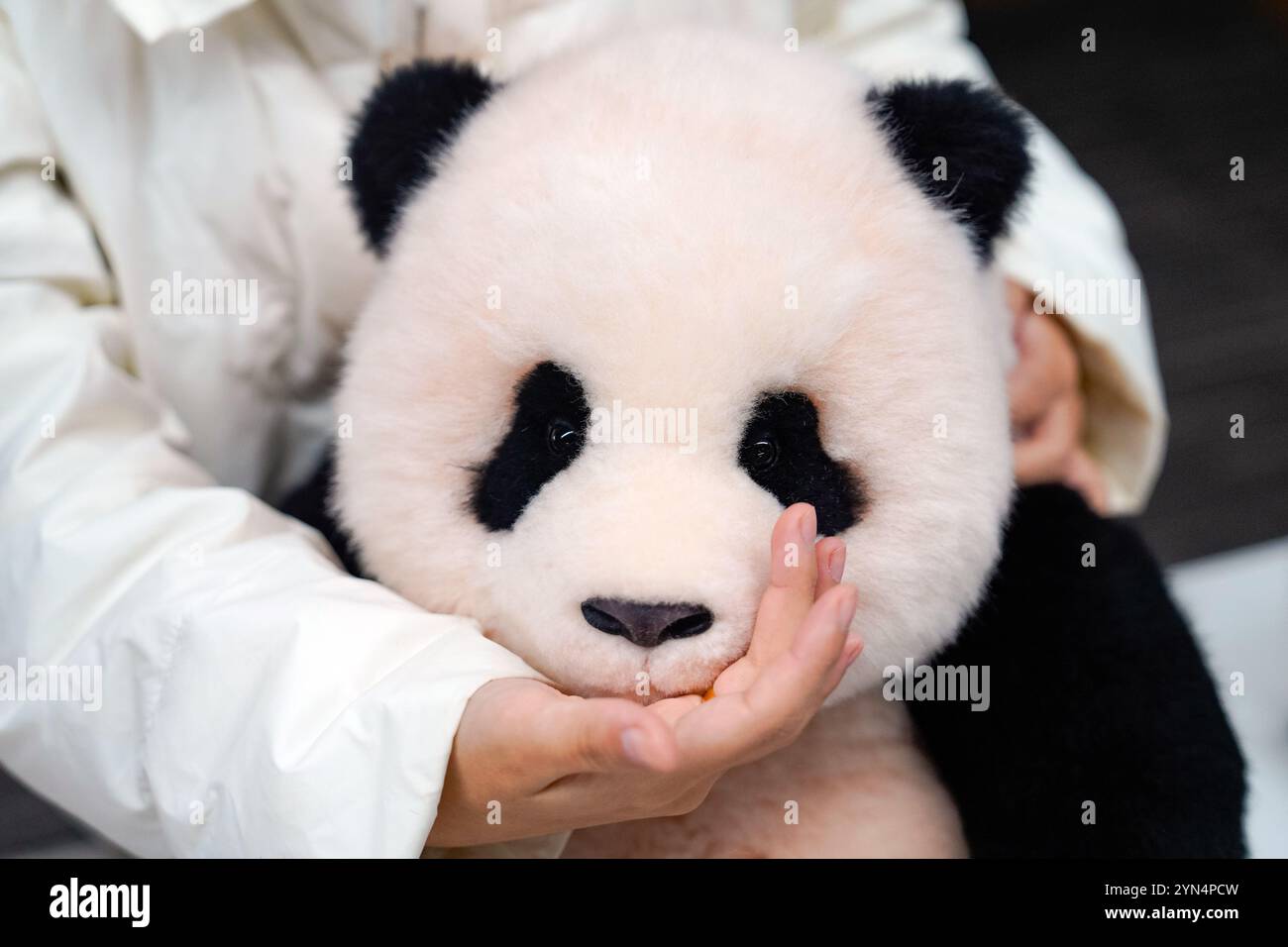 (241124) -- CHENGDU, Nov. 24, 2024 (Xinhua) -- A staff member shows a ...