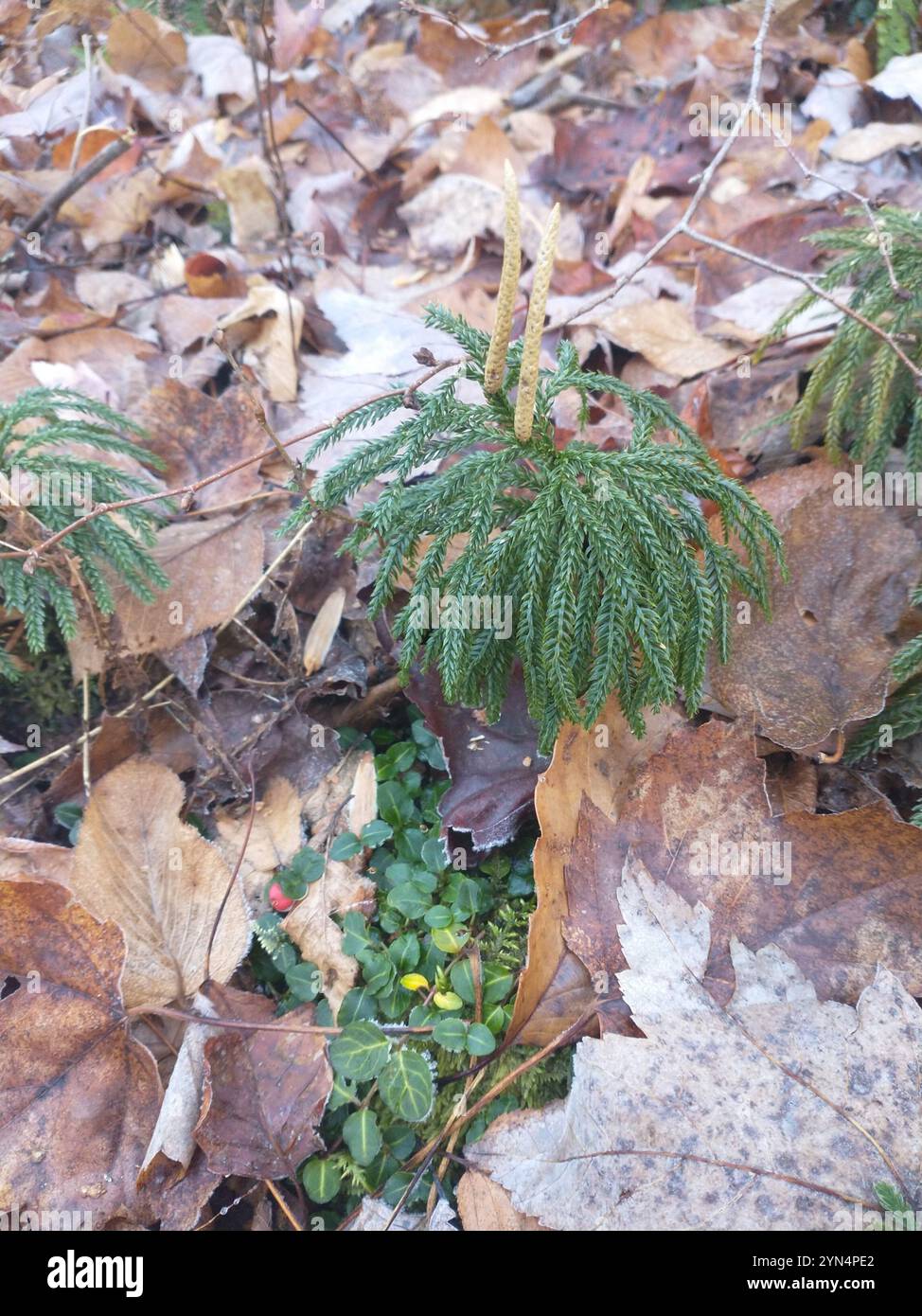 flat-branched tree-clubmoss (Dendrolycopodium obscurum Stock Photo - Alamy