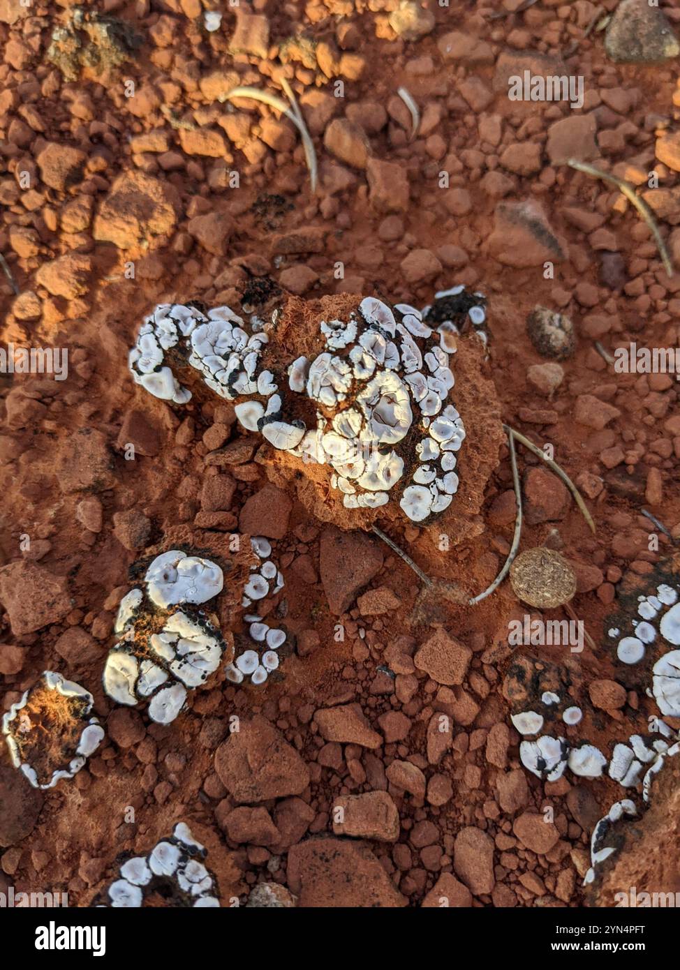 brick scale (Psora crenata Stock Photo - Alamy