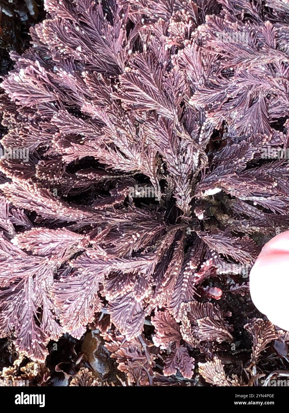 coralline algae (Corallinaceae Stock Photo - Alamy