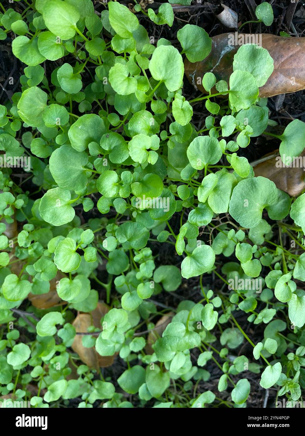 hairy bittercress (Cardamine hirsuta Stock Photo - Alamy