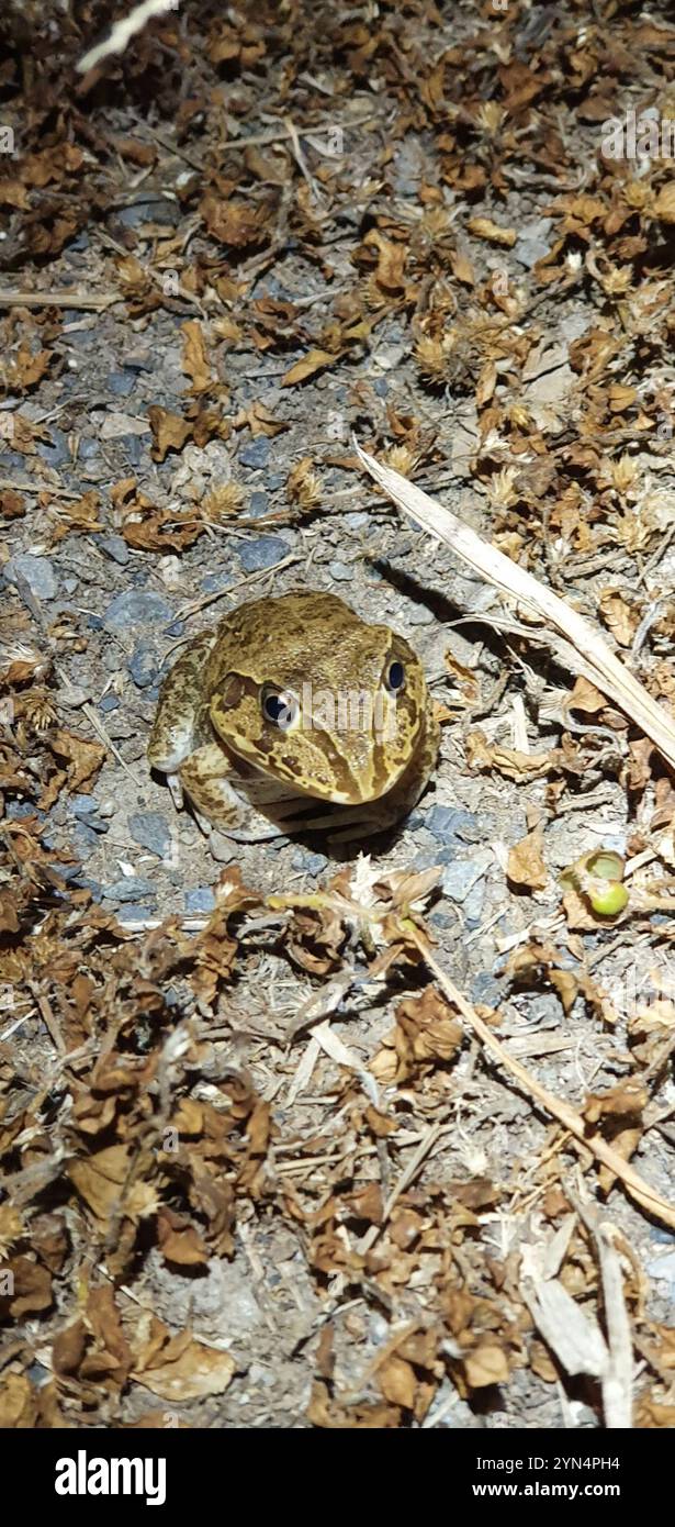 New Holland Frog (Ranoidea novaehollandiae Stock Photo - Alamy