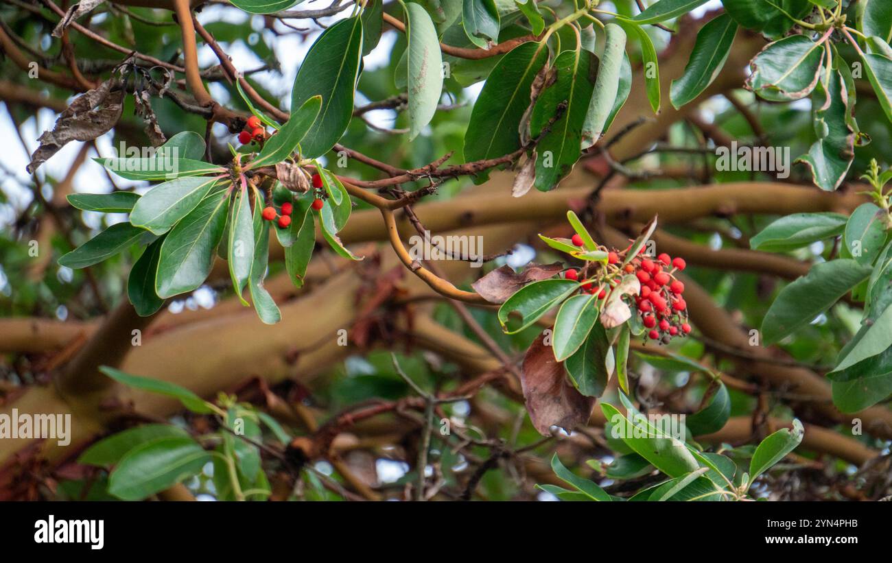 Pacific madrone (Arbutus menziesii Stock Photo - Alamy