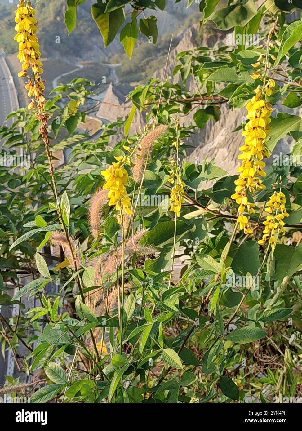 Crotalaria pallida hi-res stock photography and images - Alamy