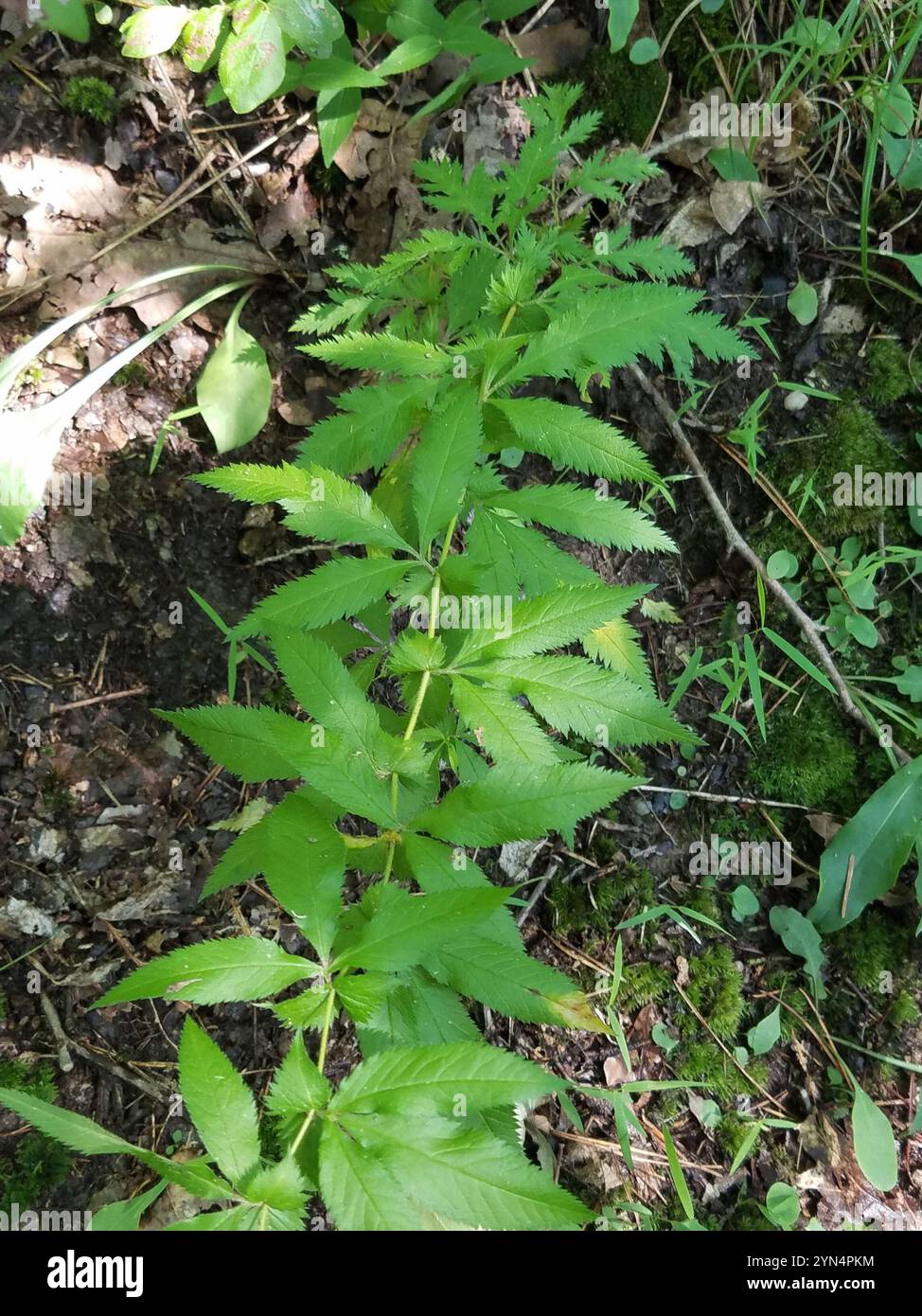 American ipecac (Gillenia stipulata Stock Photo - Alamy