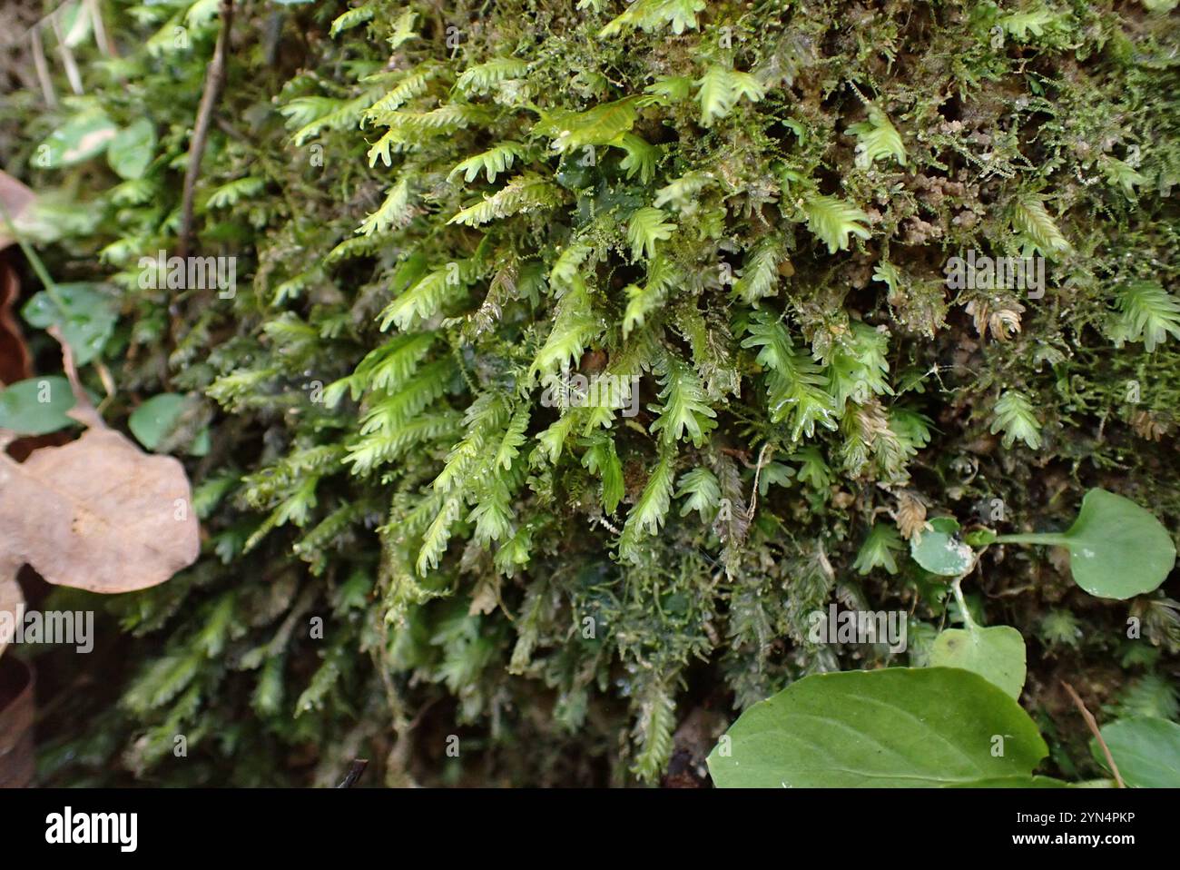 polypody fissidens moss (Fissidens polypodioides Stock Photo - Alamy