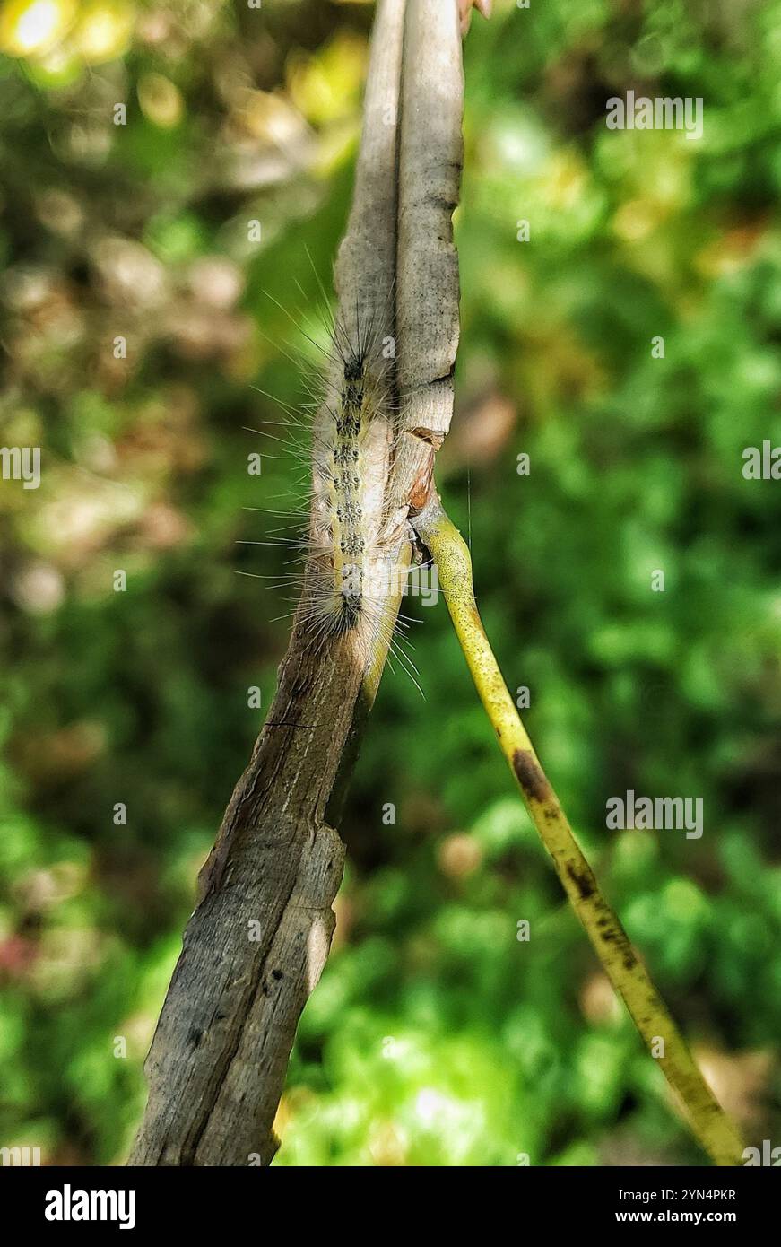 Fall Webworm Moth (Hyphantria cunea Stock Photo - Alamy