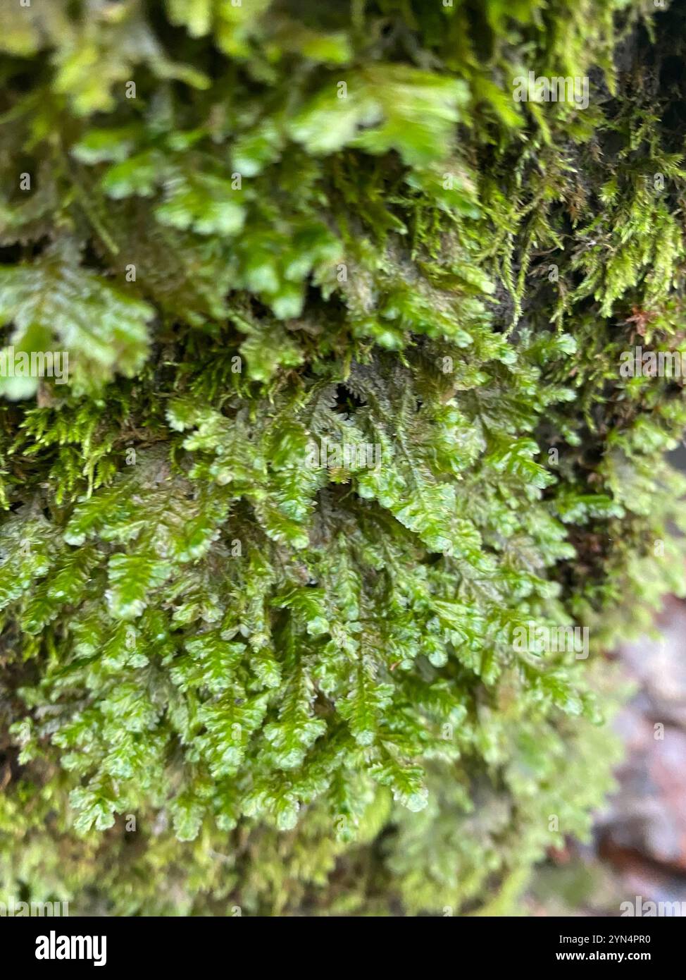 Neckera pennata hi-res stock photography and images - Alamy